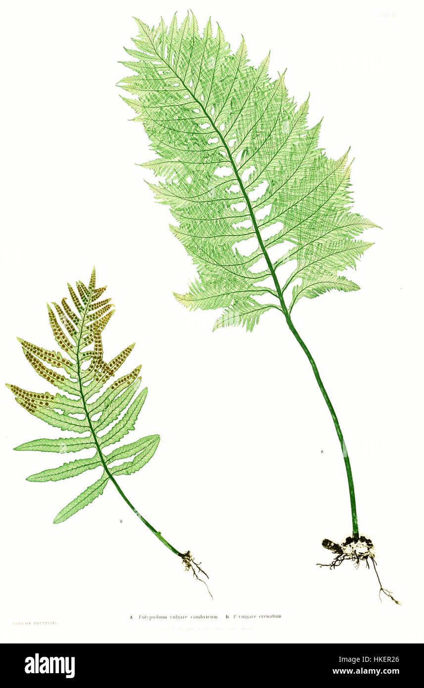 'Polypodium vulgare,' also known as the common polypody, is a fern ...