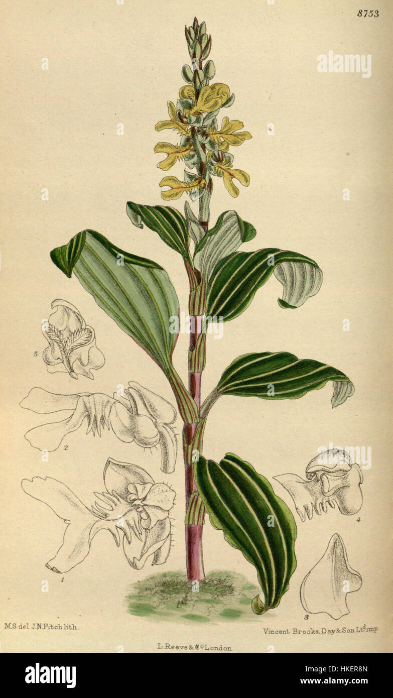 This botanical illustration depicts the orchid species Odontochilus ...