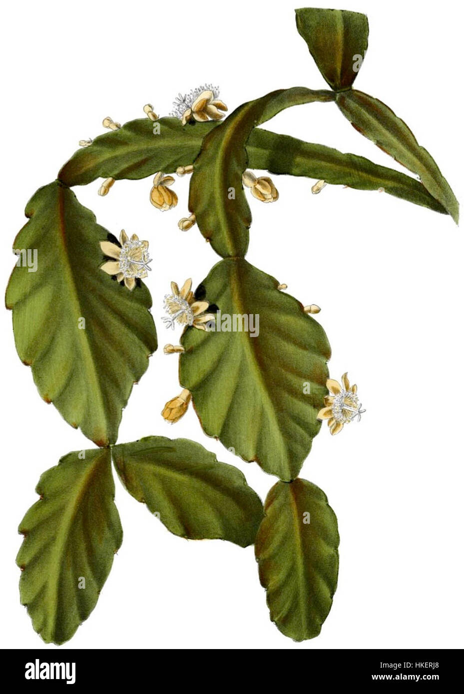 Distinctive elongated stems hi-res stock photography and images - Alamy