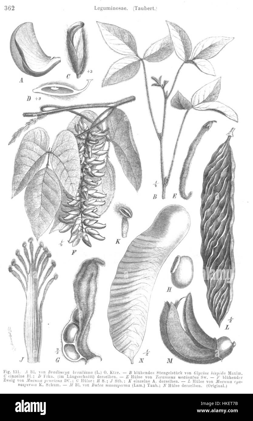 Bean plant drawing Black and White Stock Photos & Images - Alamy