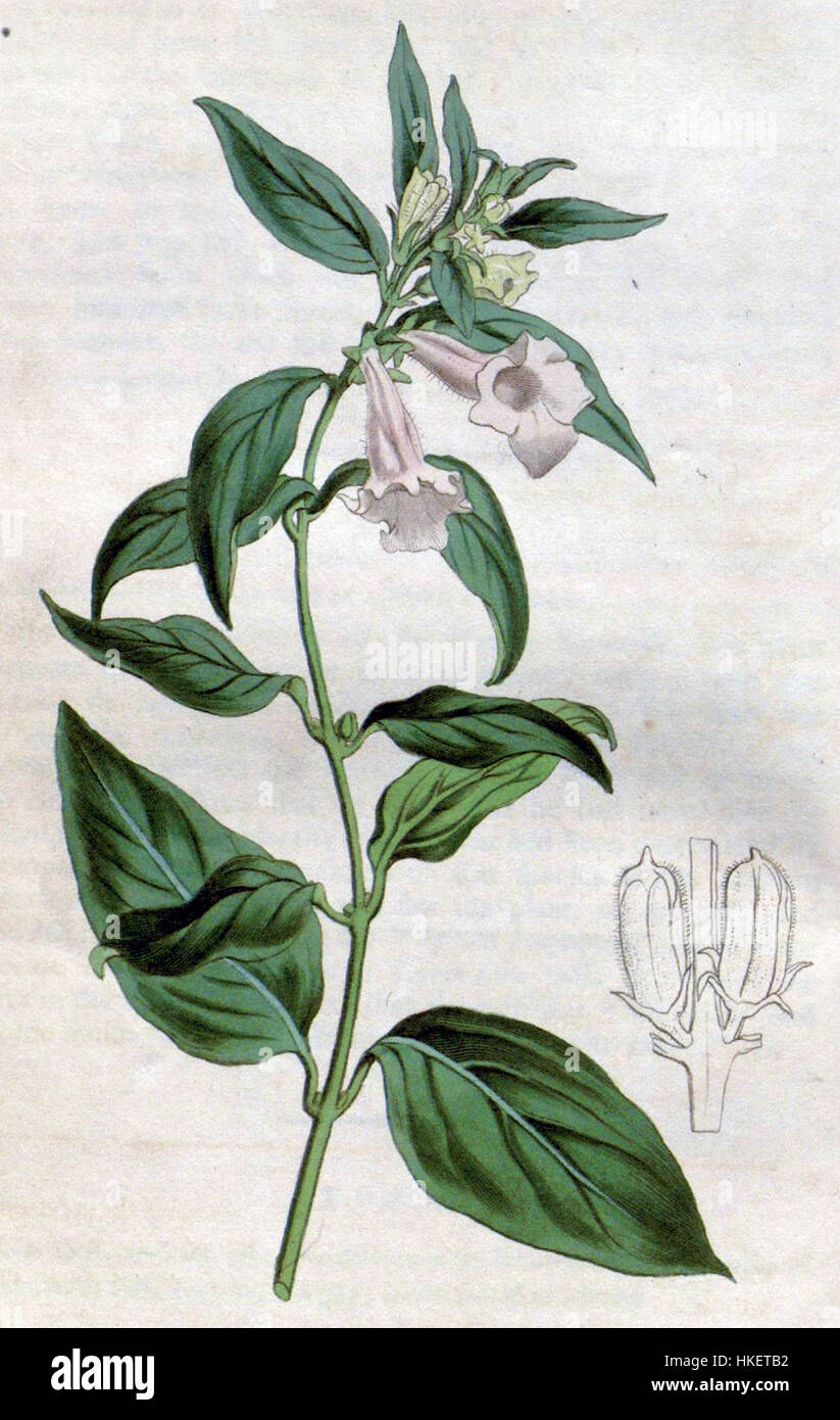 This artwork features a depiction of Sesamum indicum, commonly known as ...