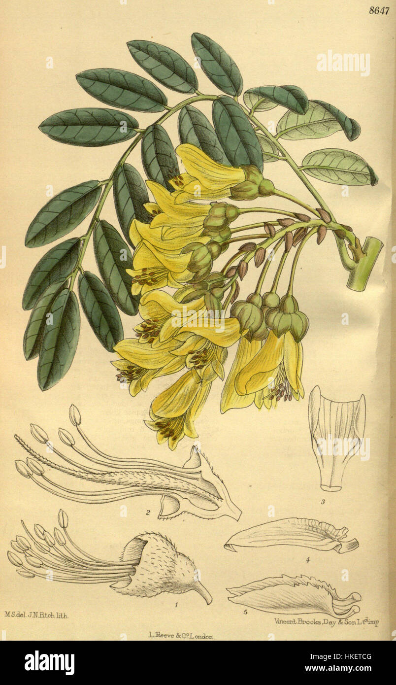 Sophora macrocarpa, a species of flowering plant, depicted through ...