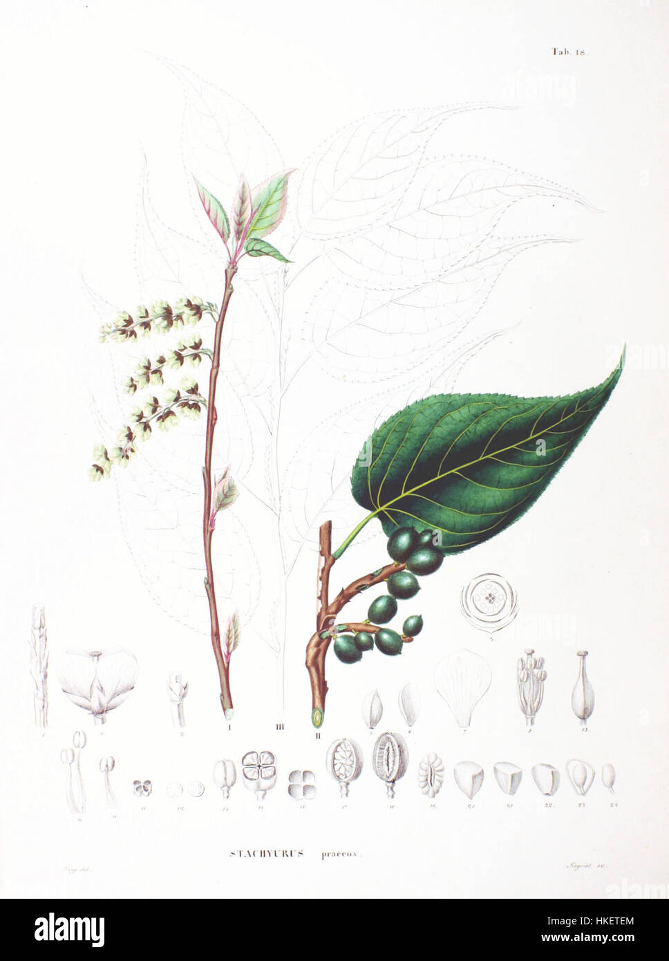 Early bloom cycle hi-res stock photography and images - Alamy