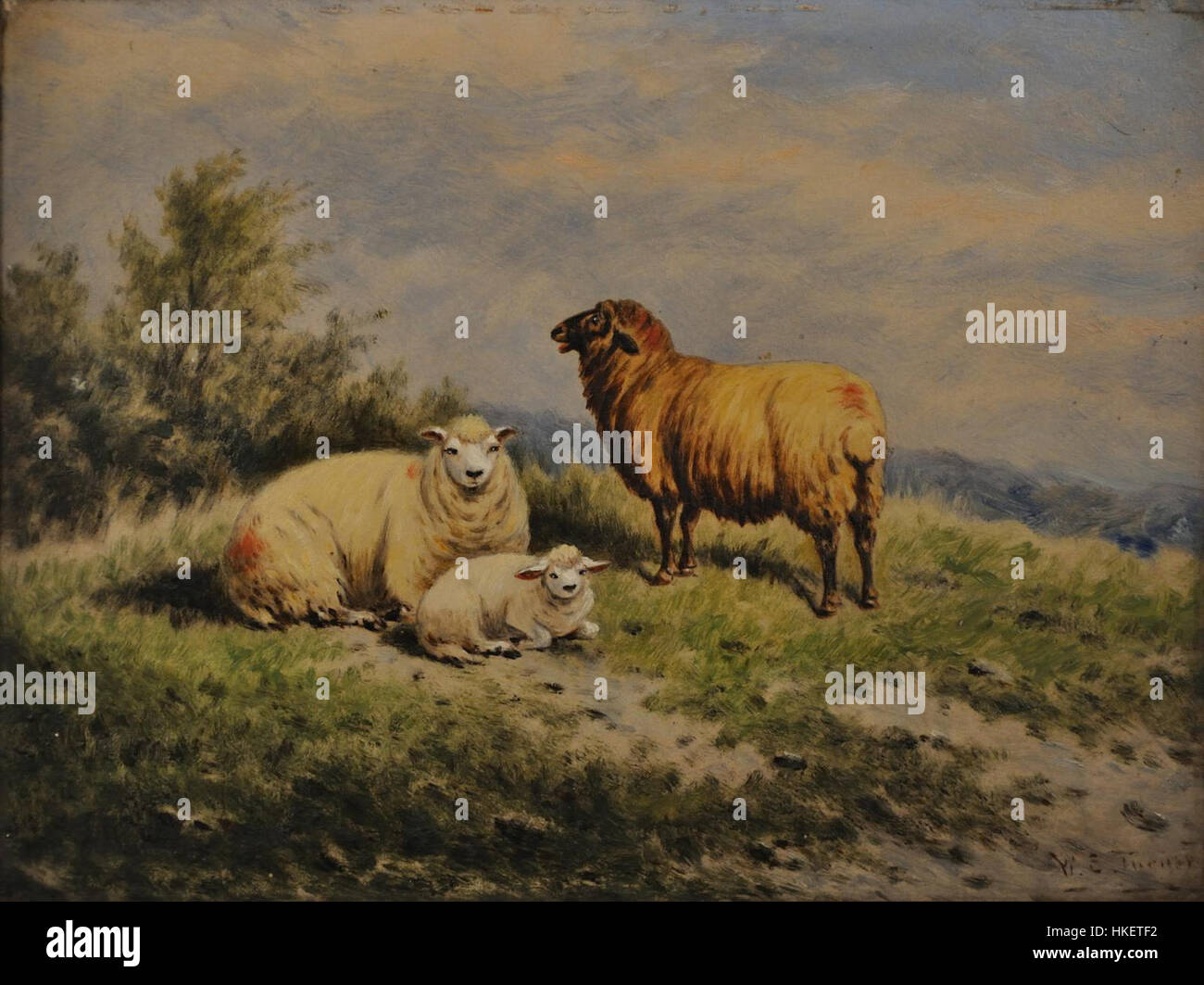 Drawing sheep hi-res stock photography and images - Alamy