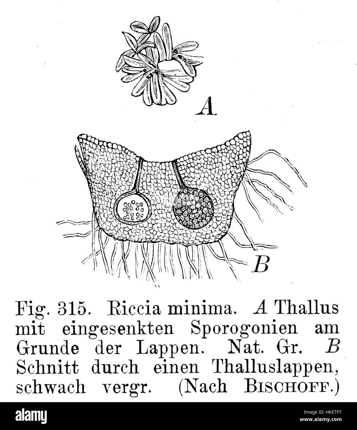 'Riccia minima' is a botanical illustration by Strasburger from 1900 ...
