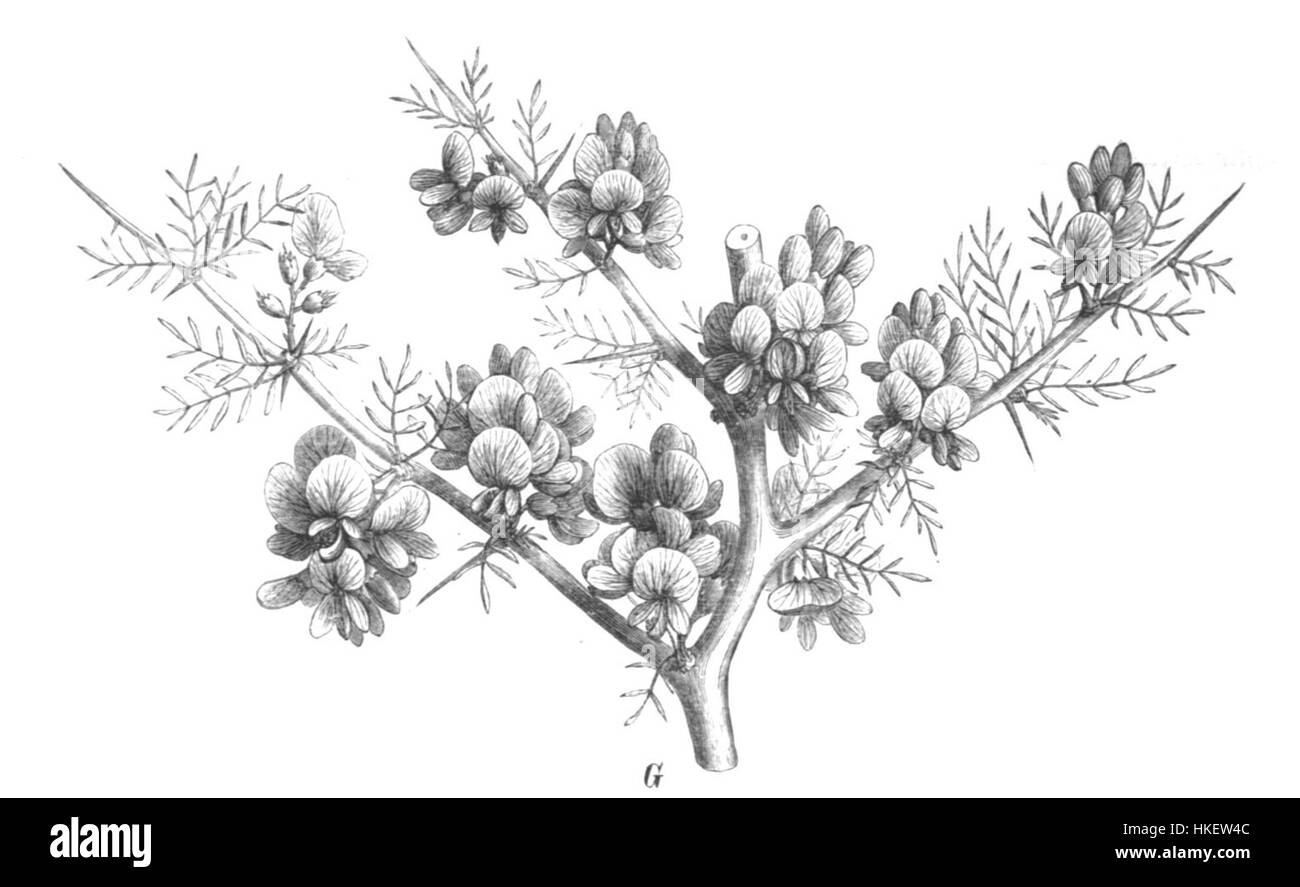 Geoffroea decorticans, also known as the white quebracho, is a tree ...