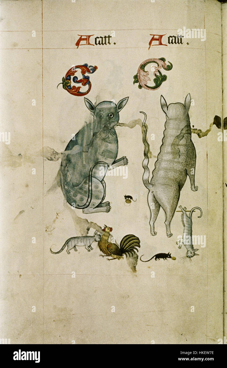 The Tudor pattern book MS. Ashmole 1504 60 Stock Photo - Alamy
