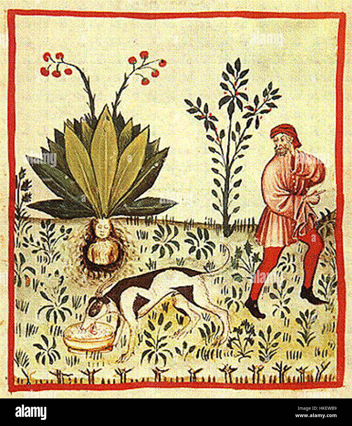 This artwork, 'Tacuin Fruit Mandragore20,' features Mandrake root, a ...