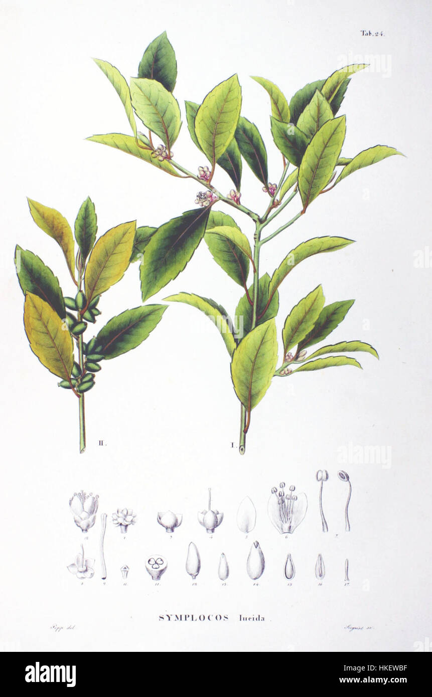 *Symplocos lucida*, catalogued as SZ24, is a plant species native to ...