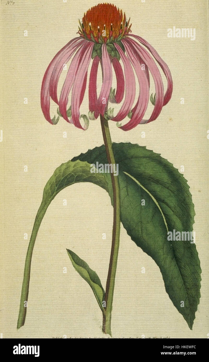 The Botanical Magazine Vol I Pl. 2 features an intricate depiction of ...