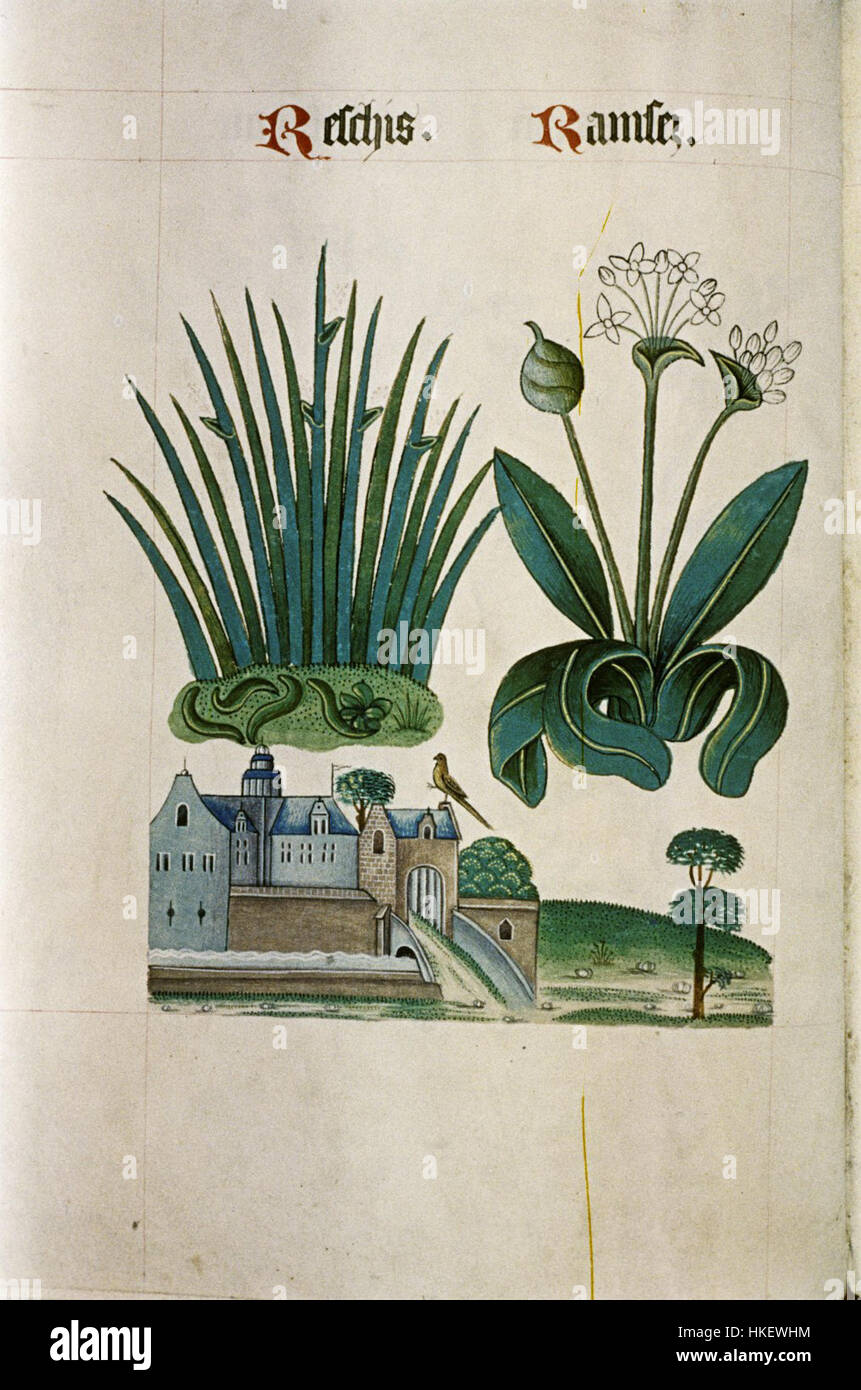 The Tudor pattern book MS. Ashmole 1504 29 Stock Photo - Alamy