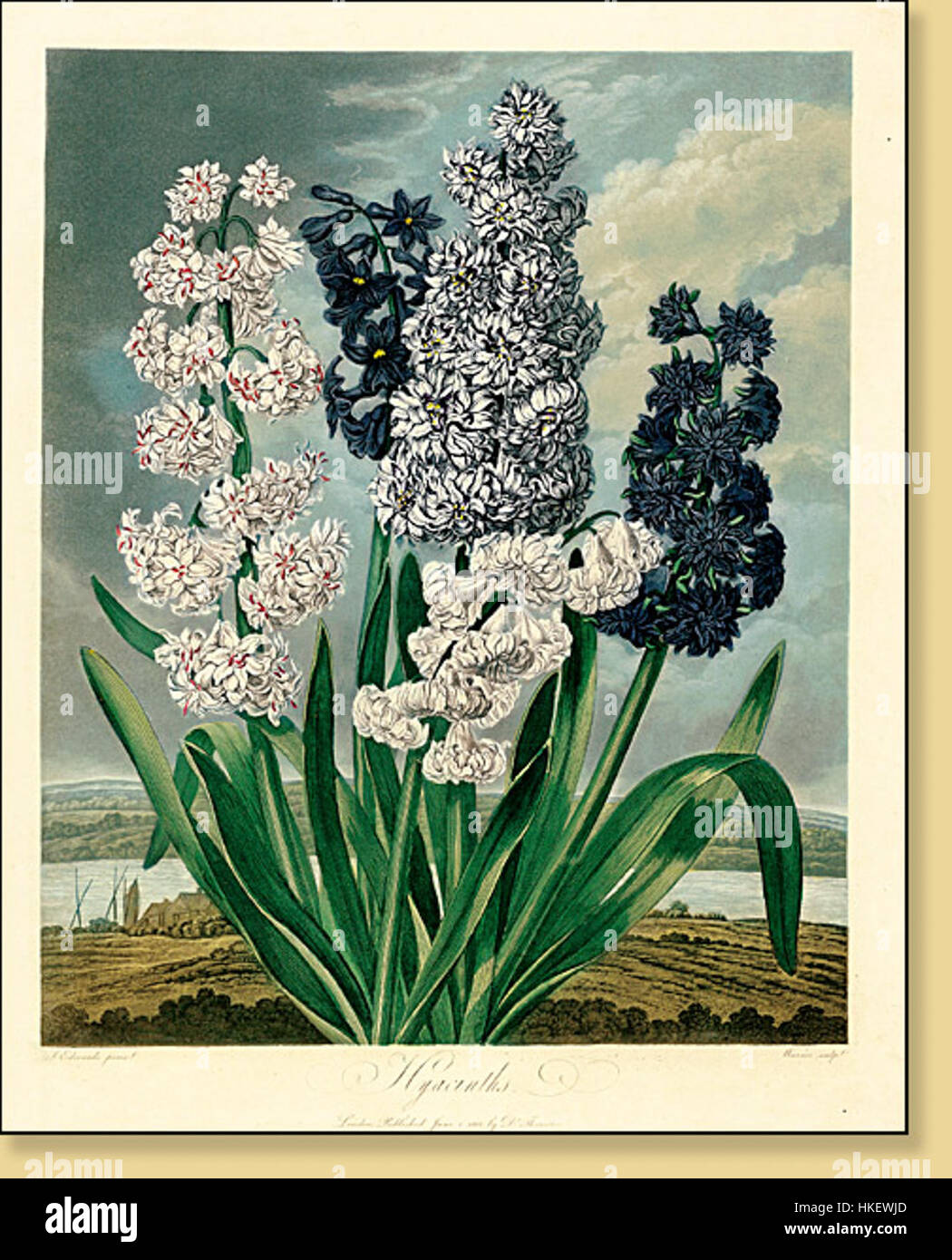 The Temple of Flora, Hyacinths Stock Photo - Alamy