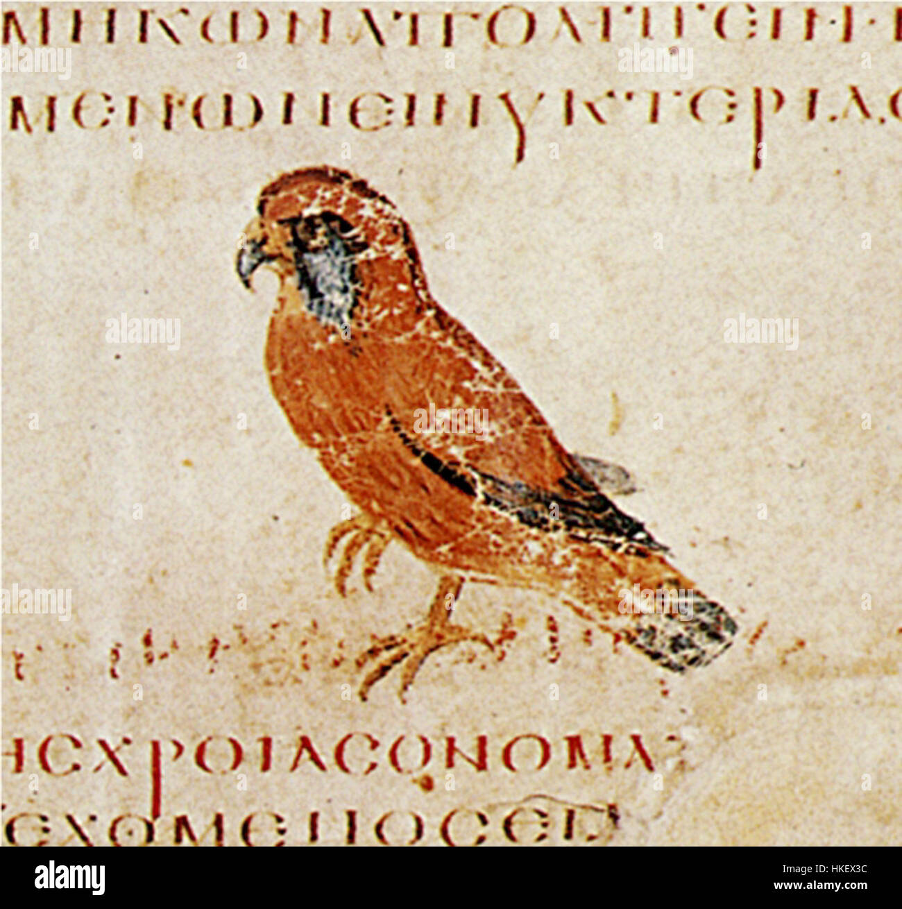 Medieval zoological illustration hi-res stock photography and images ...