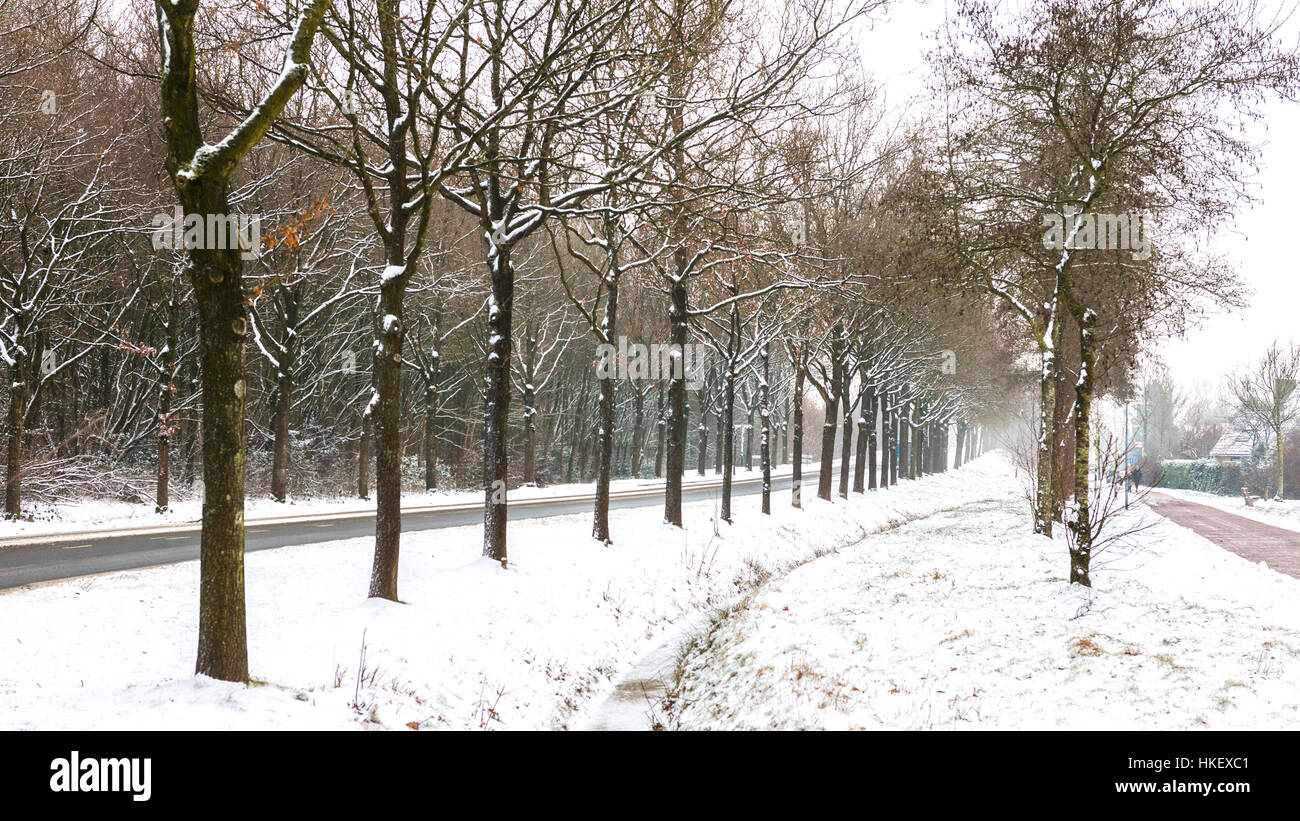 A view fro rows of trees after snow in Assen, Netherlands - January ...