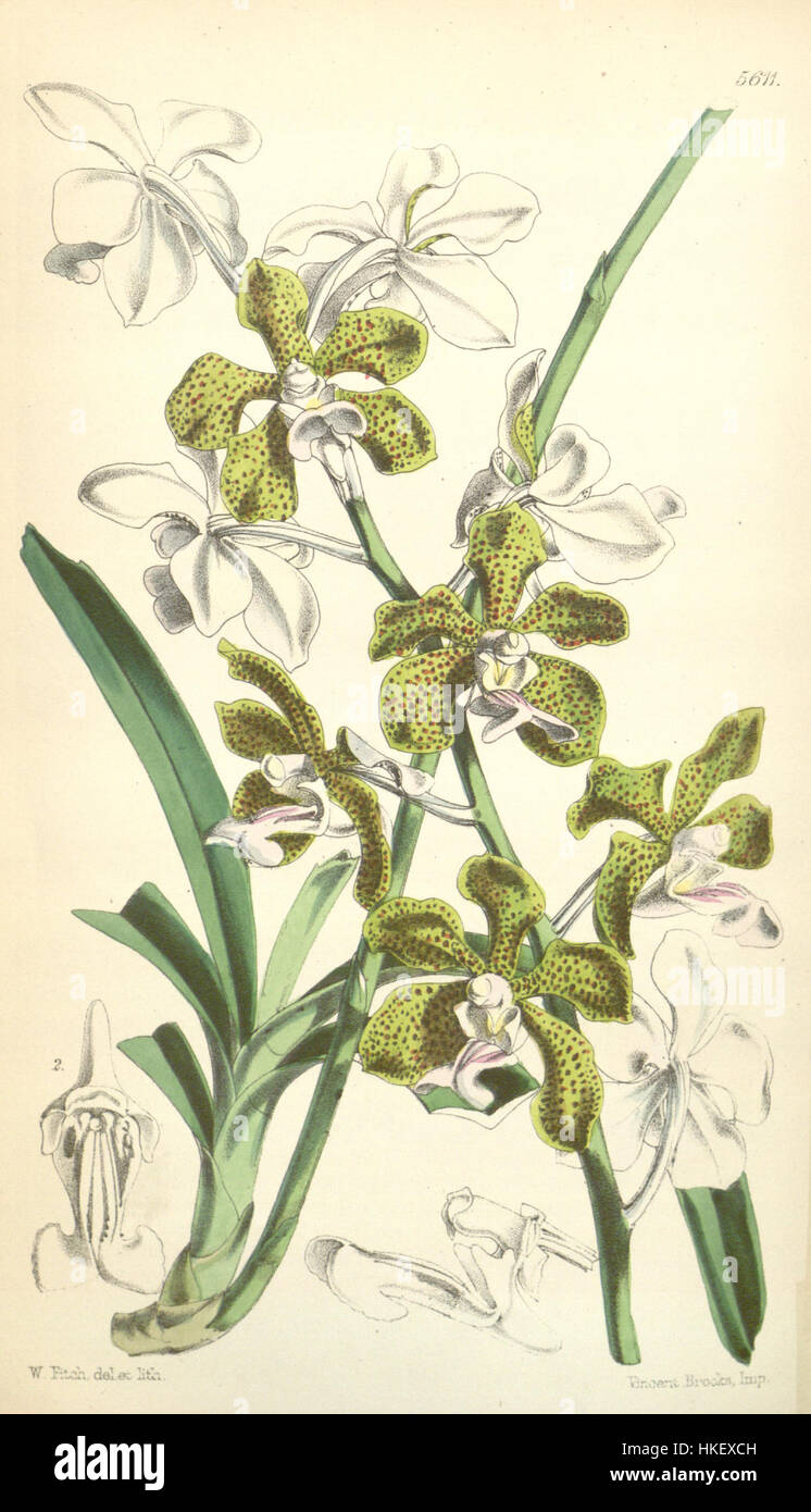 Vanda Museum High Resolution Stock Photography and Images - Alamy