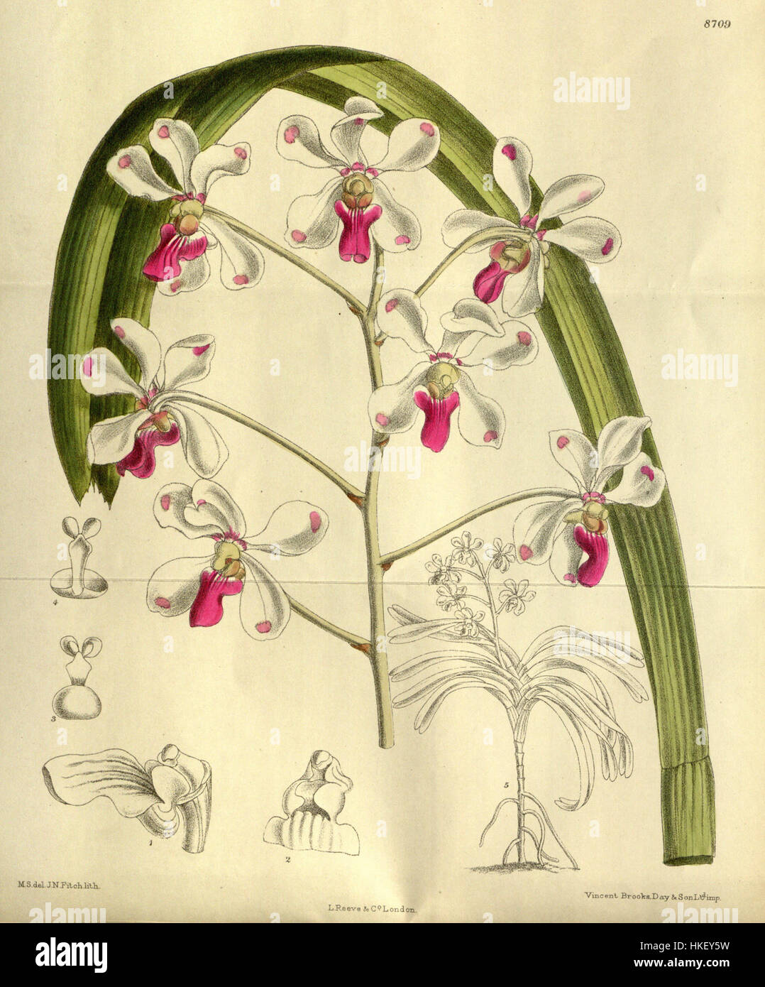 An illustration of the Vanda luzonica orchid, showcasing its detailed ...