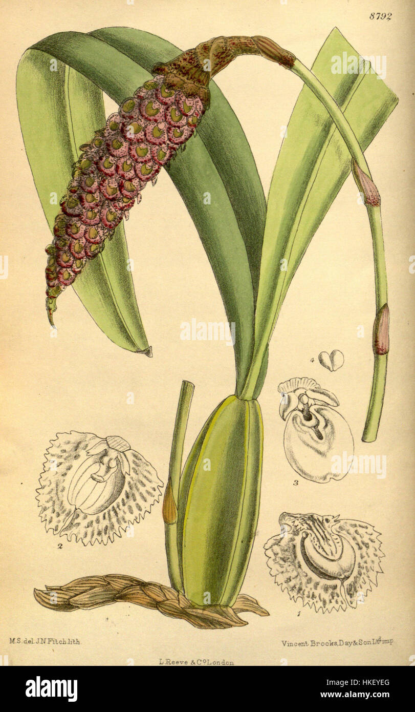 A botanical illustration of Bulbophyllum robustum, an orchid species ...