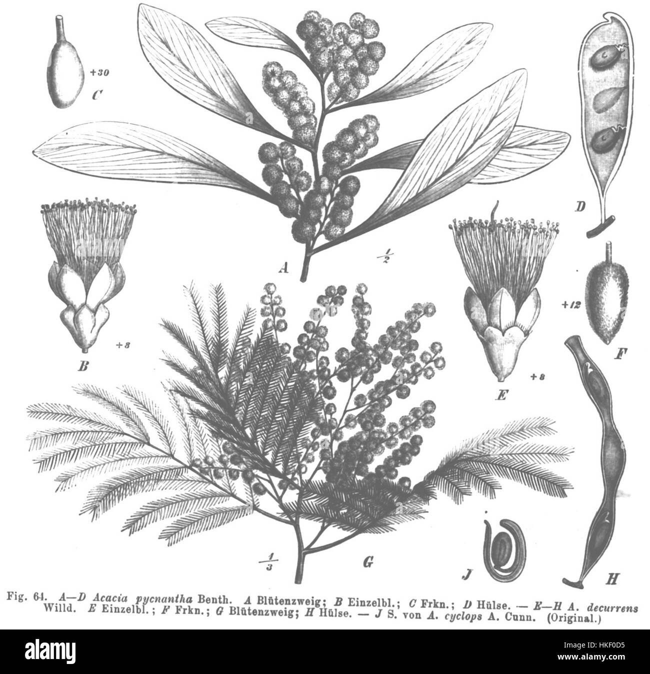A botanical illustration depicting various species of Acacia, focusing ...