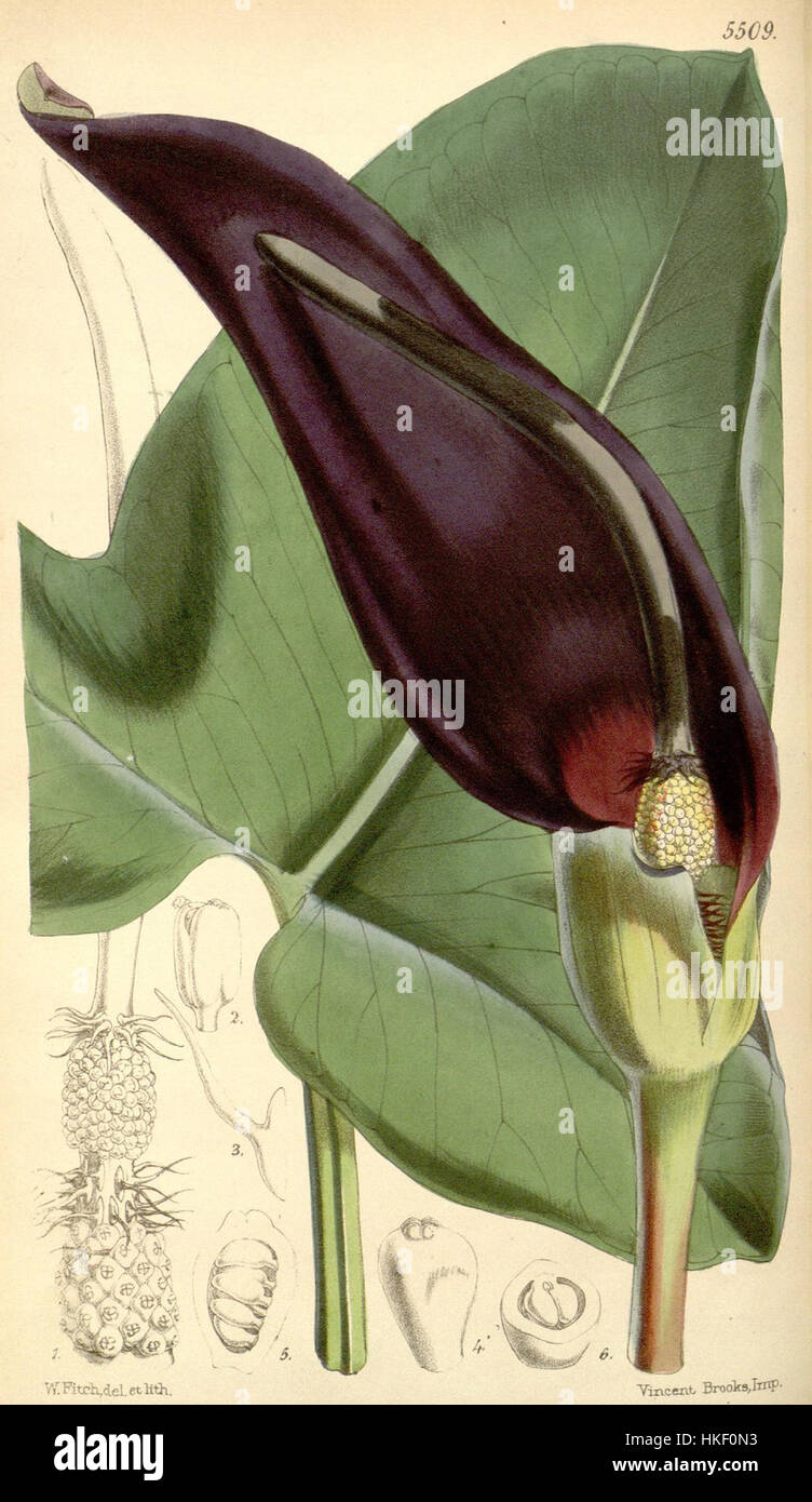'Arum Palaestinum,' painted by CBM, captures the beauty of this ...