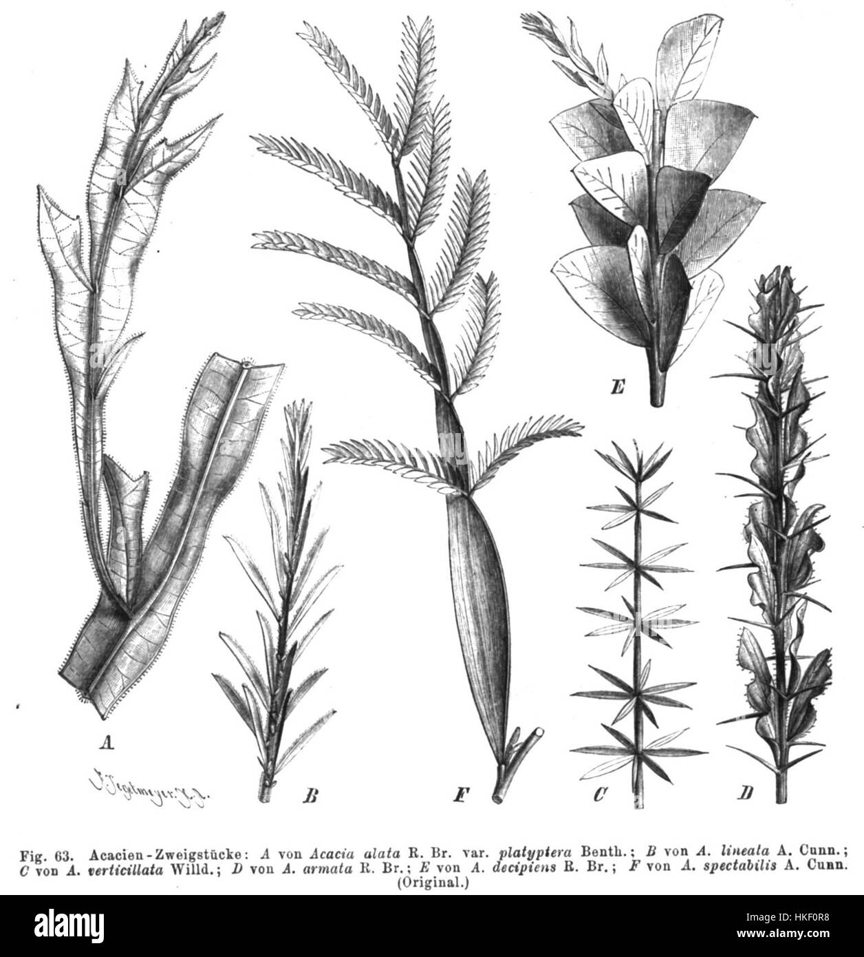 A botanical illustration of Acacia branches, showcasing the plant’s ...