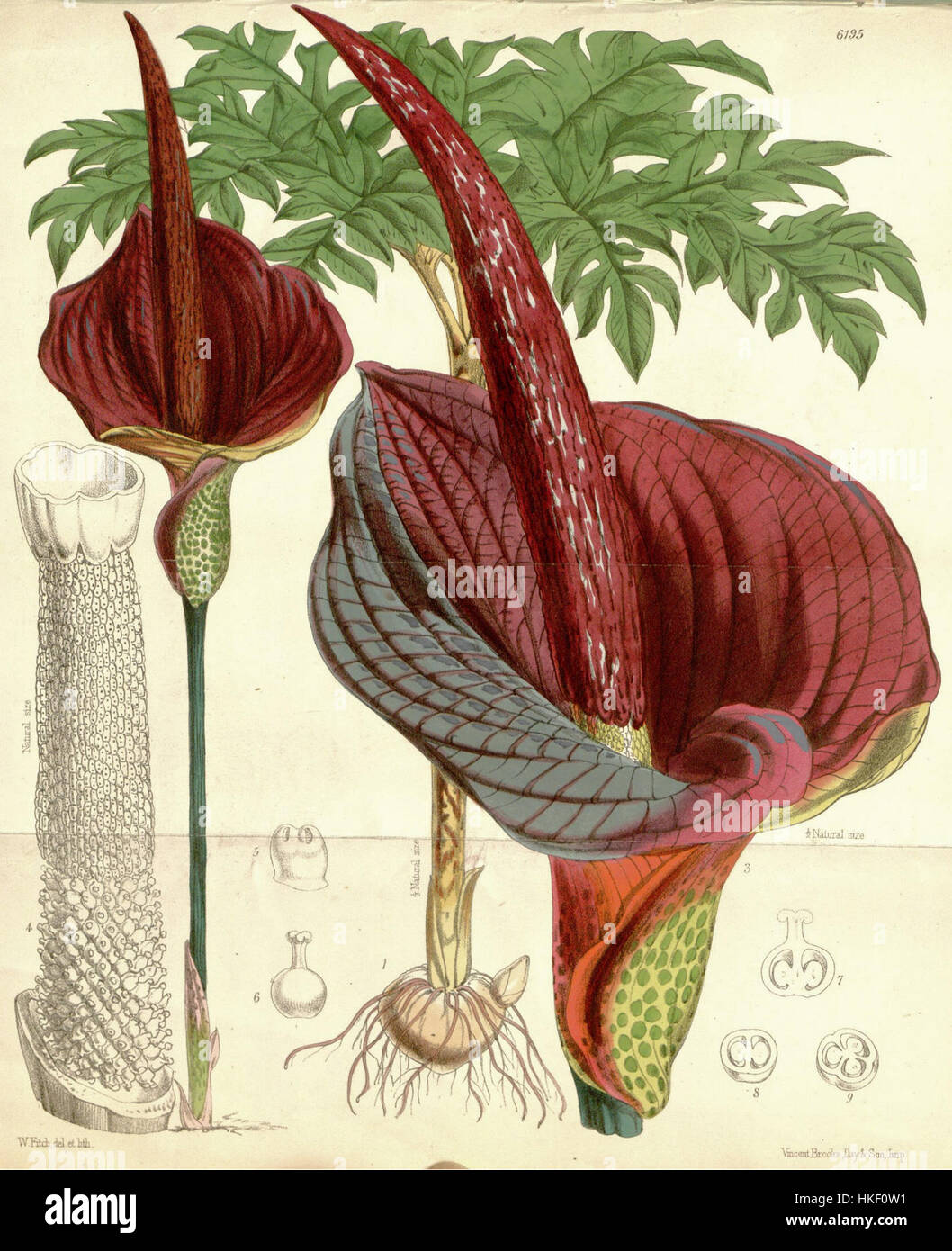 A photograph of the Amorphophallus konjac, also known as the konjac ...