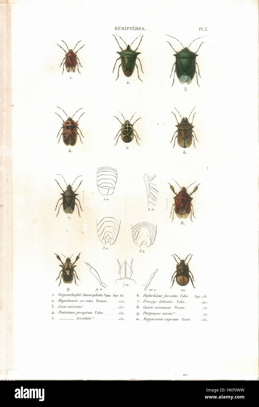 Amyot C.J.B.1843 Histoire naturelle des insectes. Hemipteres. Planche ...
