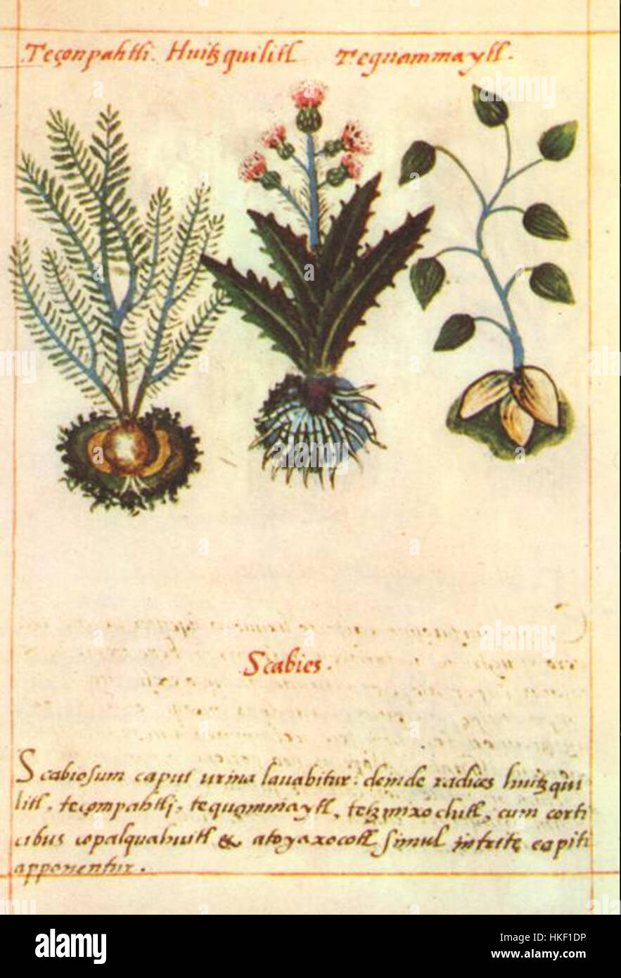 *Badianus scabies* is a detailed botanical illustration of the scabies ...