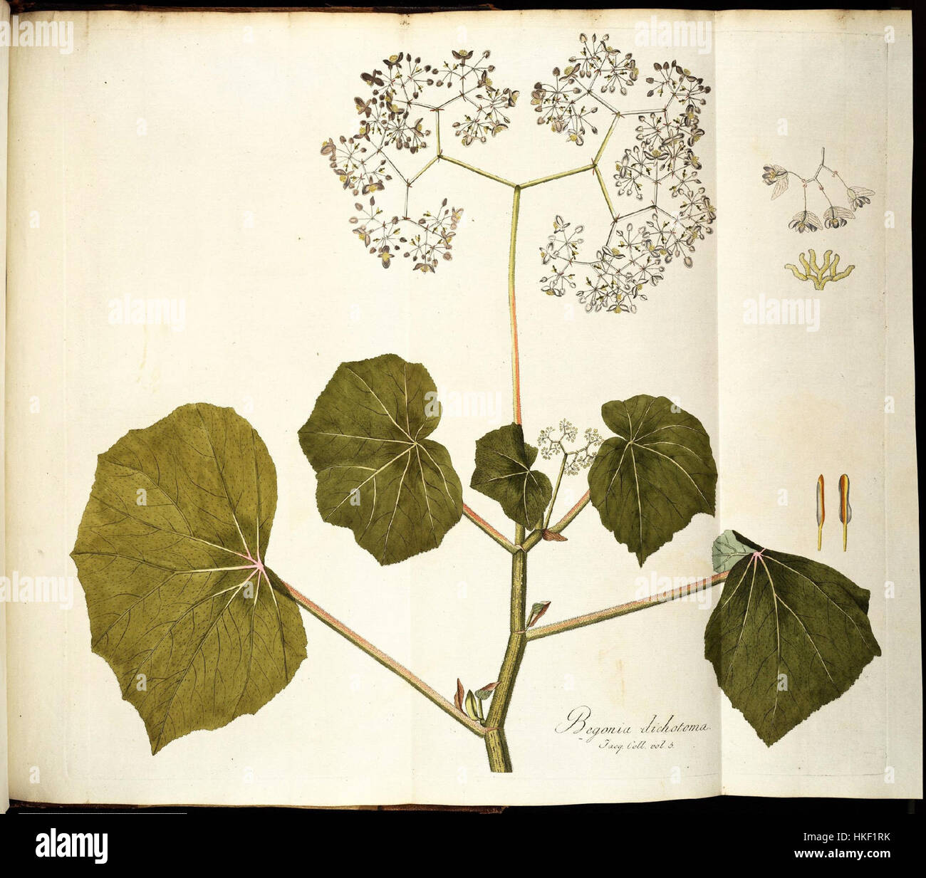 'Begonia dichotoma' is an artistic depiction of the tropical begonia ...