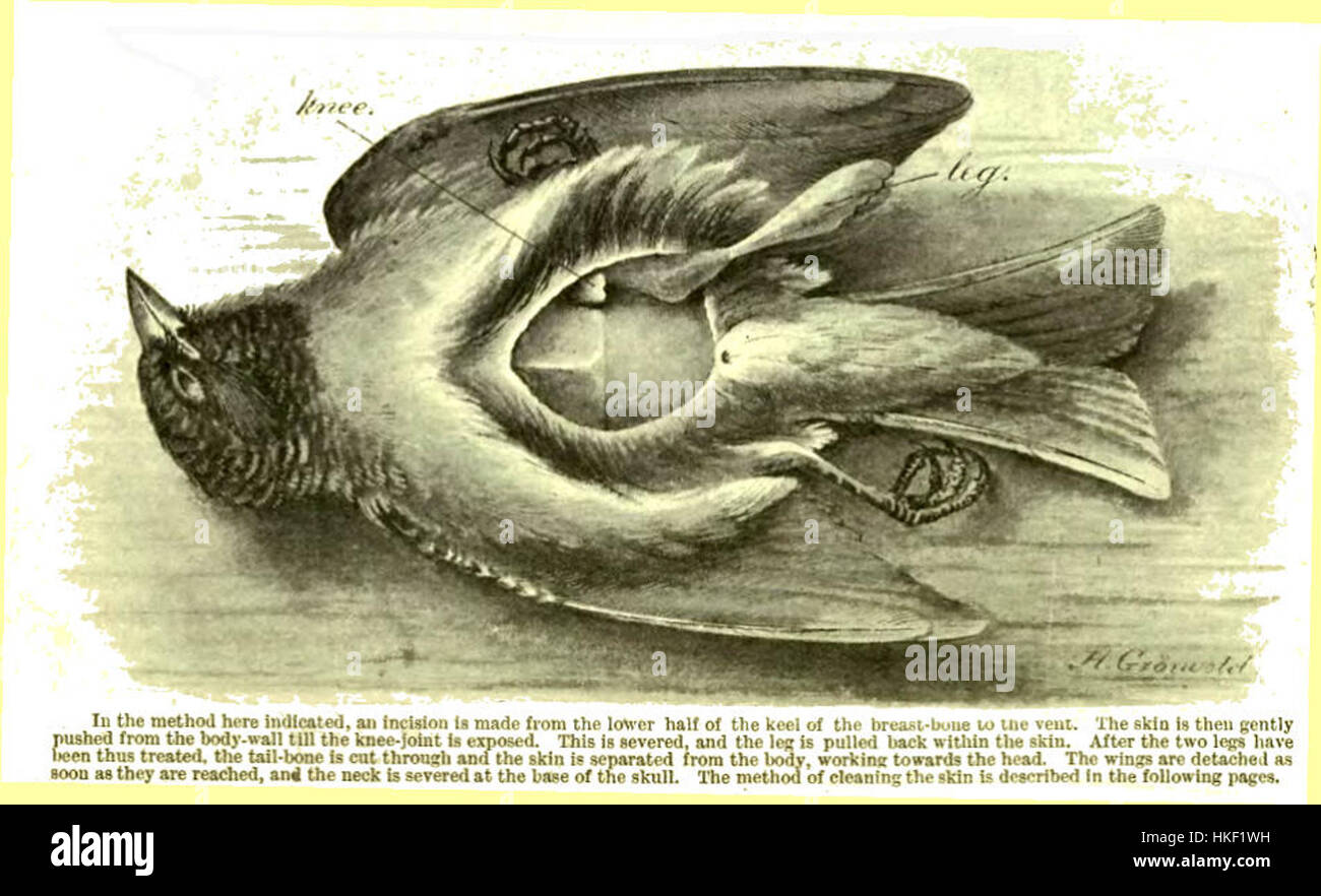 An illustration depicting the process of bird skinning, showcasing a ...