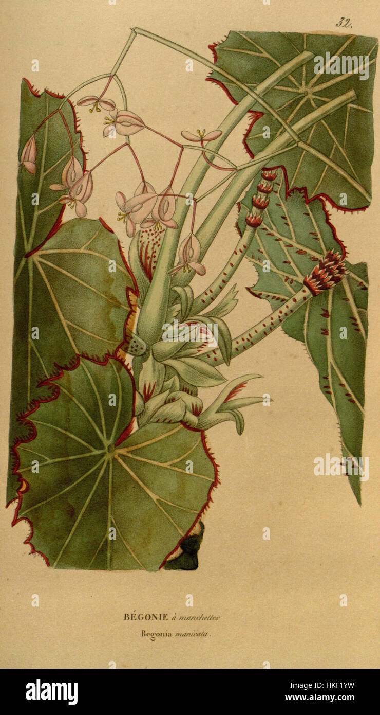 Begonia manicata, a vibrant flowering plant, is known for its striking ...
