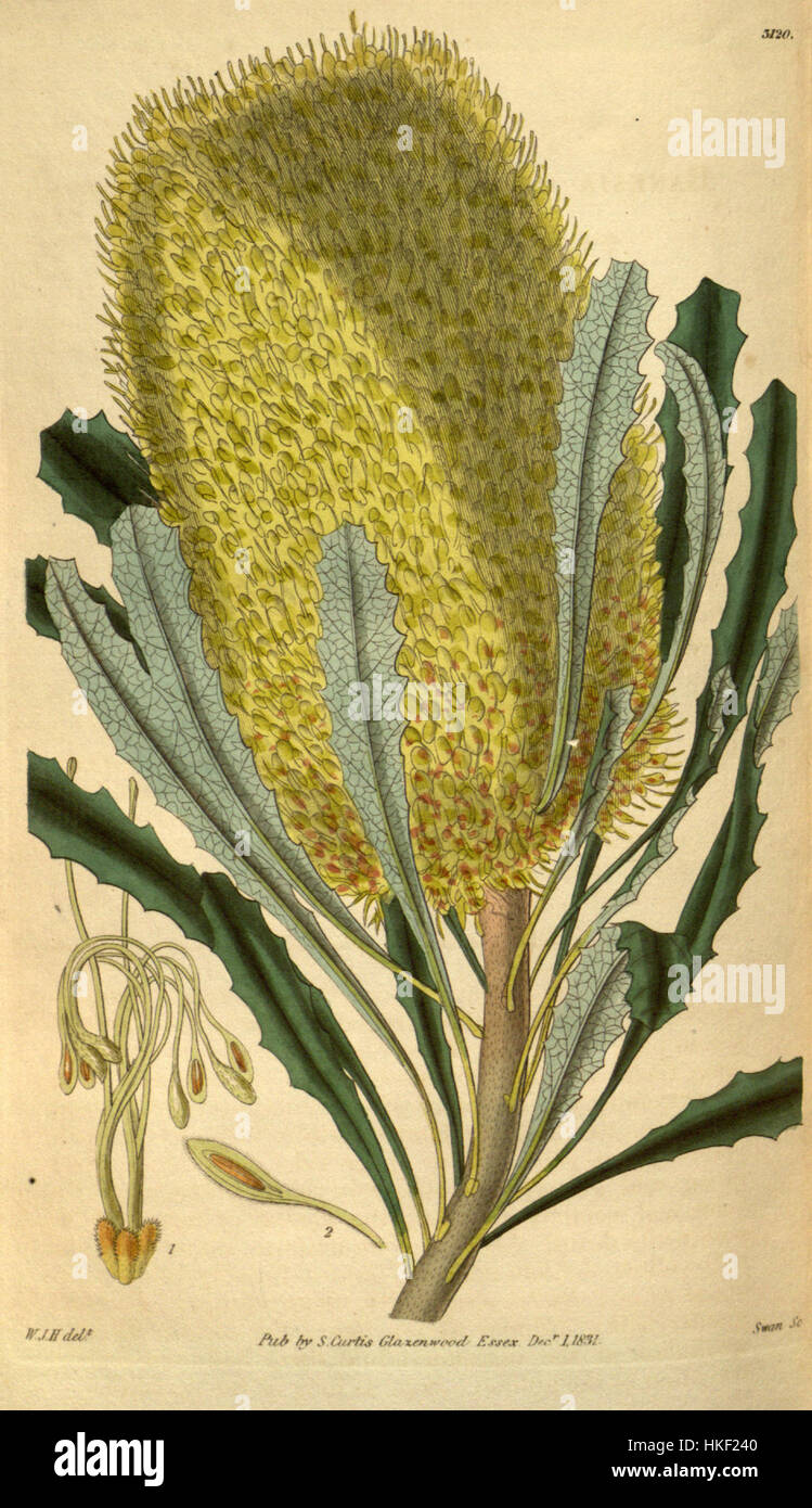 The botanical illustration titled 'Banksia media' from Botanical ...