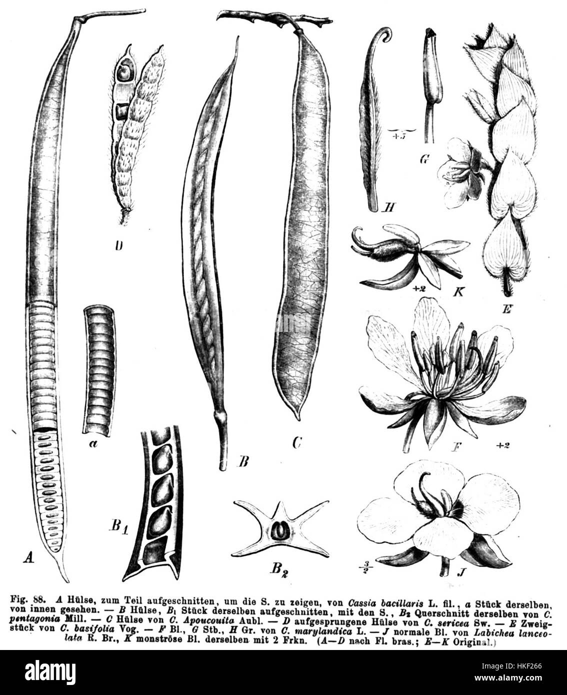 Cassia spp. is a genus of plants within the legume family. This artwork ...