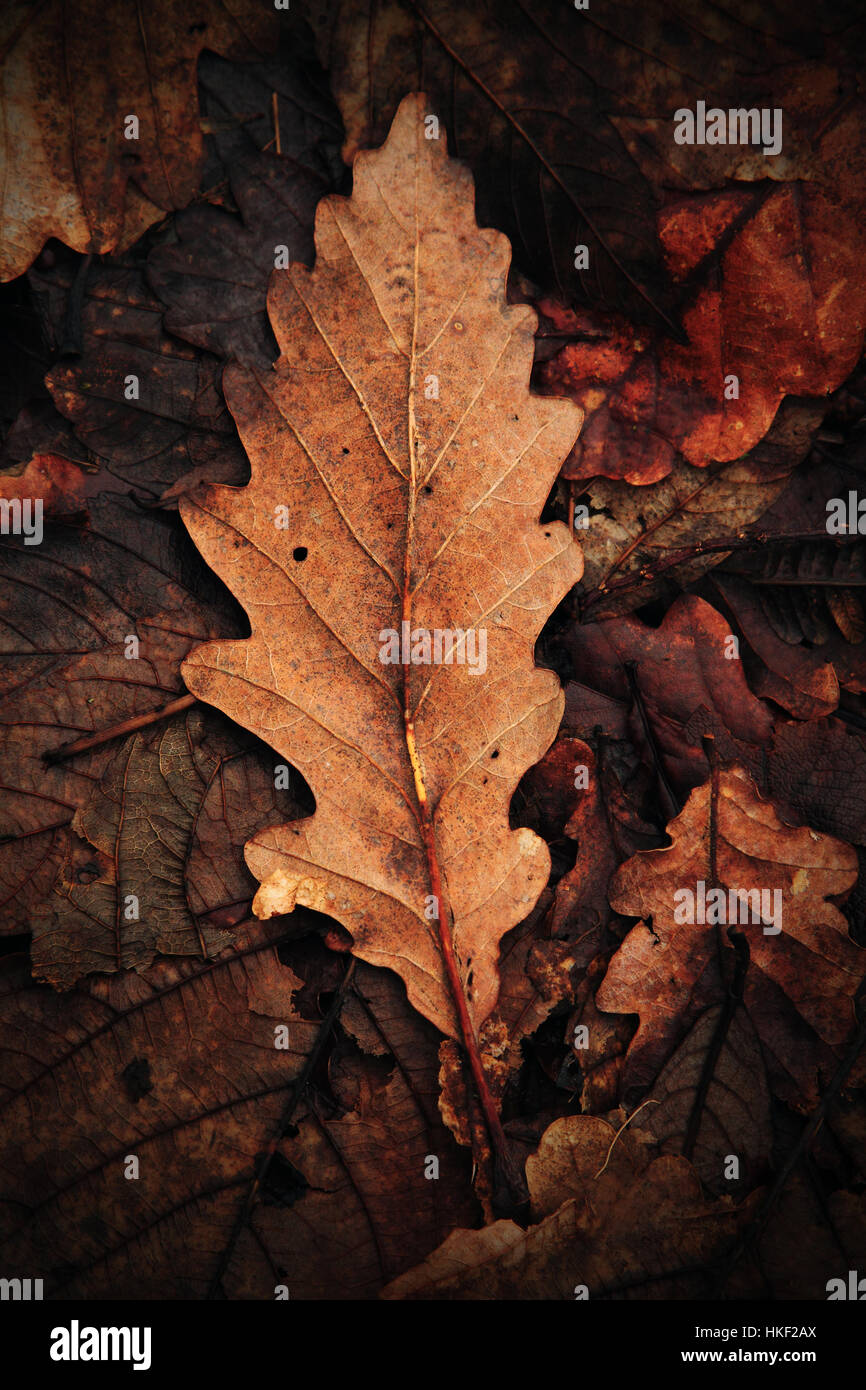 Sessile Oak Leaf in leaf litter on forest Floor Stock Photo - Alamy