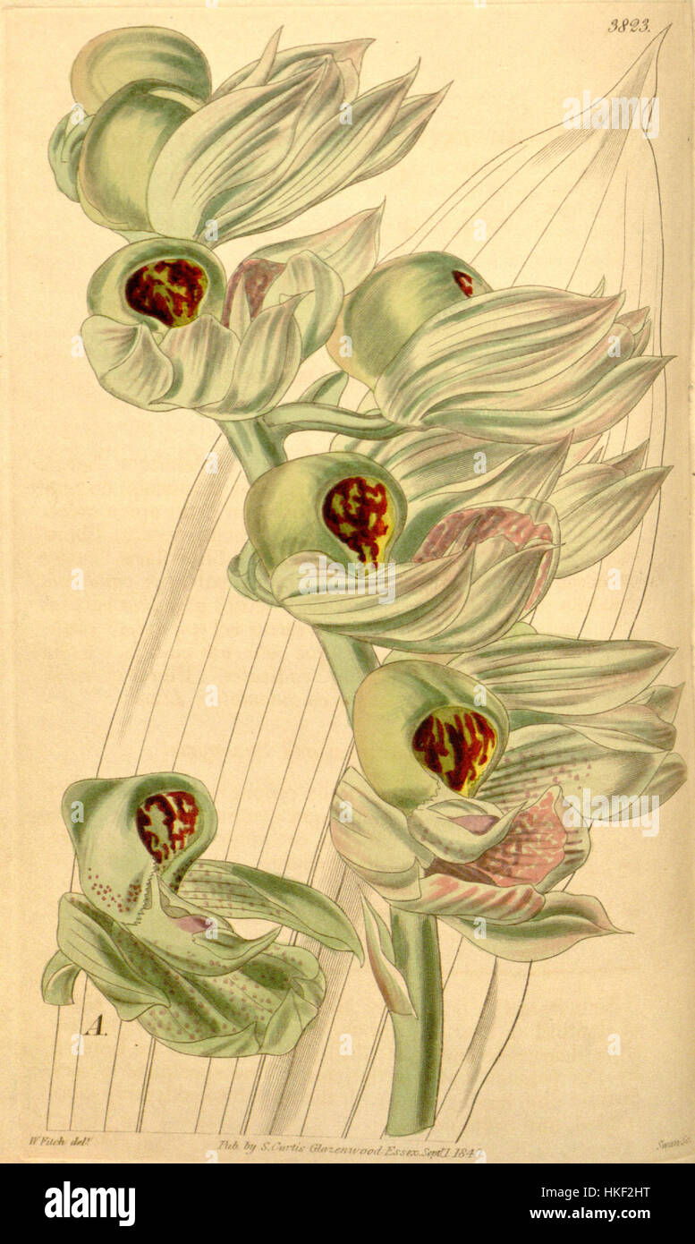 Catasetum integerrimum is an orchid species known for its unique ...
