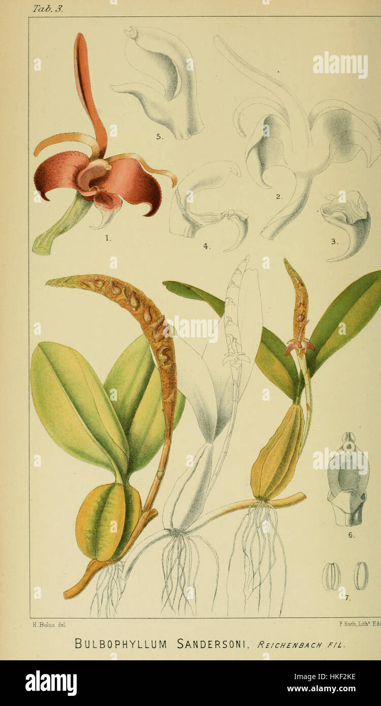 This botanical illustration of *Bulbophyllum sandersonii*, created by ...