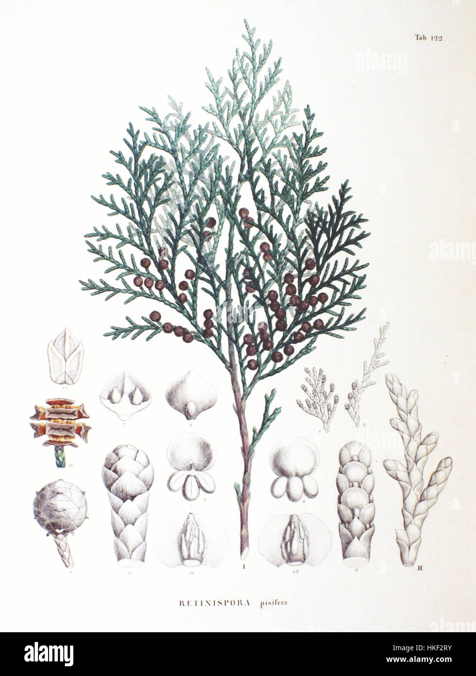 The *Chamaecyparis pisifera* is a species of evergreen conifer, often ...