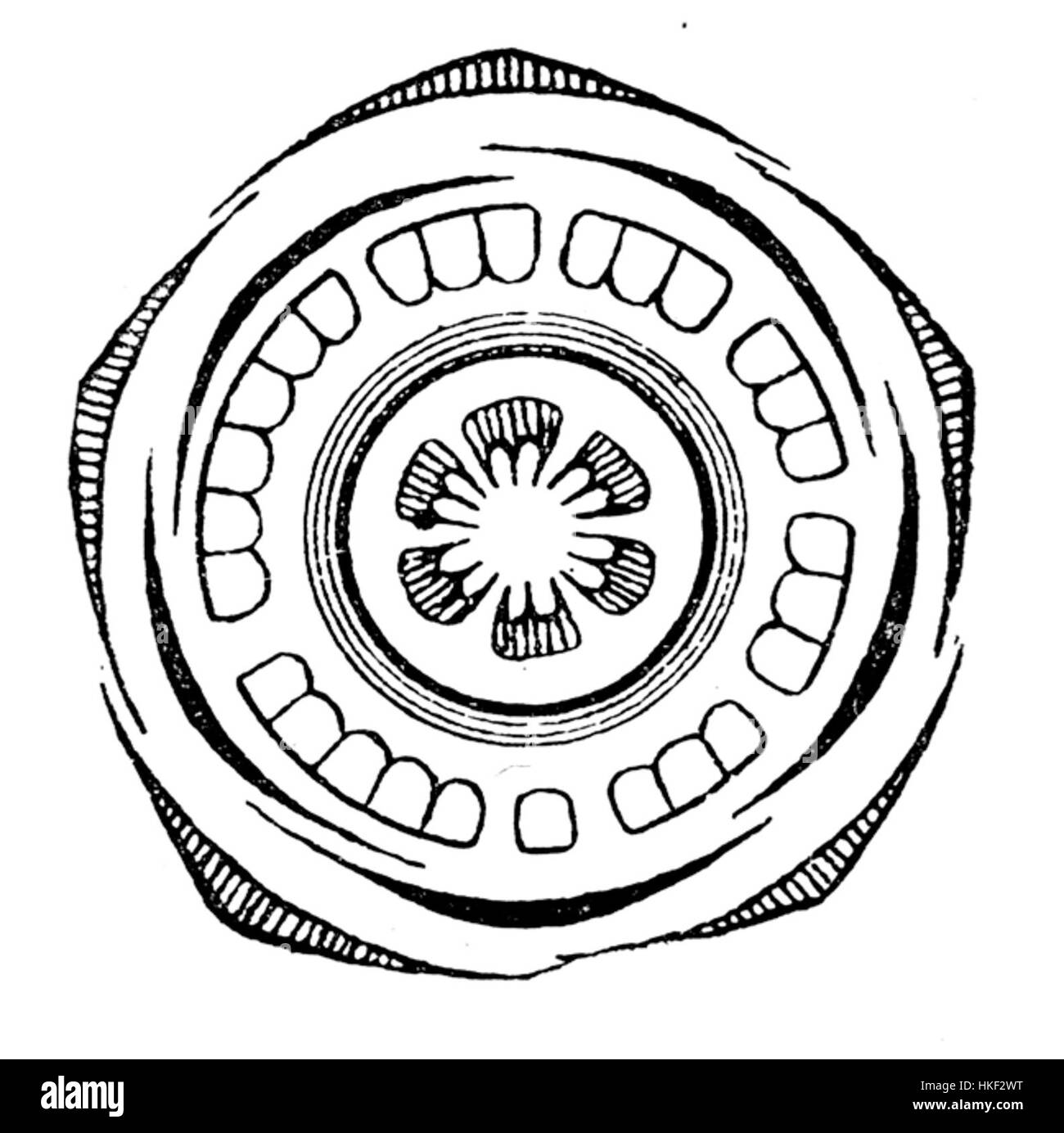 This botanical illustration depicts the flower structure of *Citrus ...