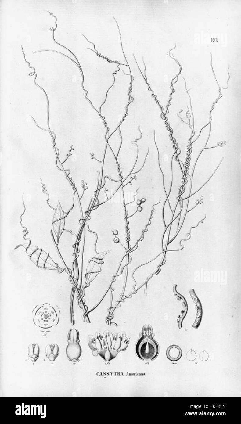 A botanical illustration of Cassytha filiformis, a parasitic plant ...