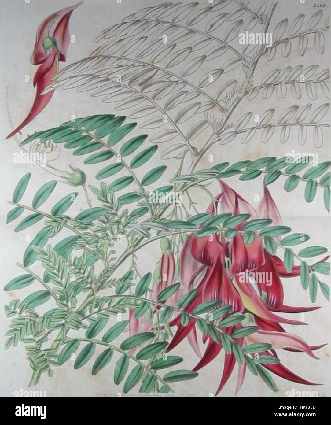 This cropped artwork by Curtis Kakabeak presents a detailed scene ...