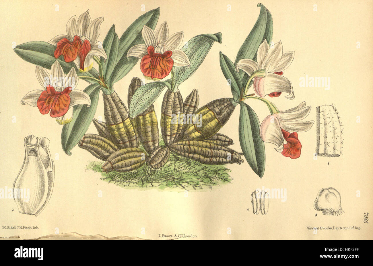 Dendrobium bellatulum is a species of orchid known for its delicate ...