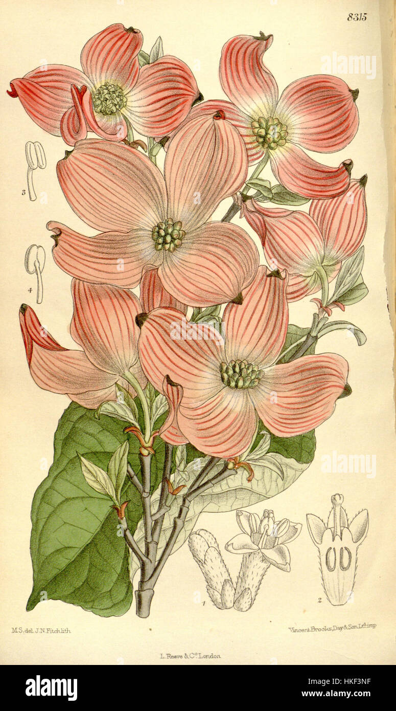 The Cornus florida rubra, commonly known as the red flowering dogwood ...