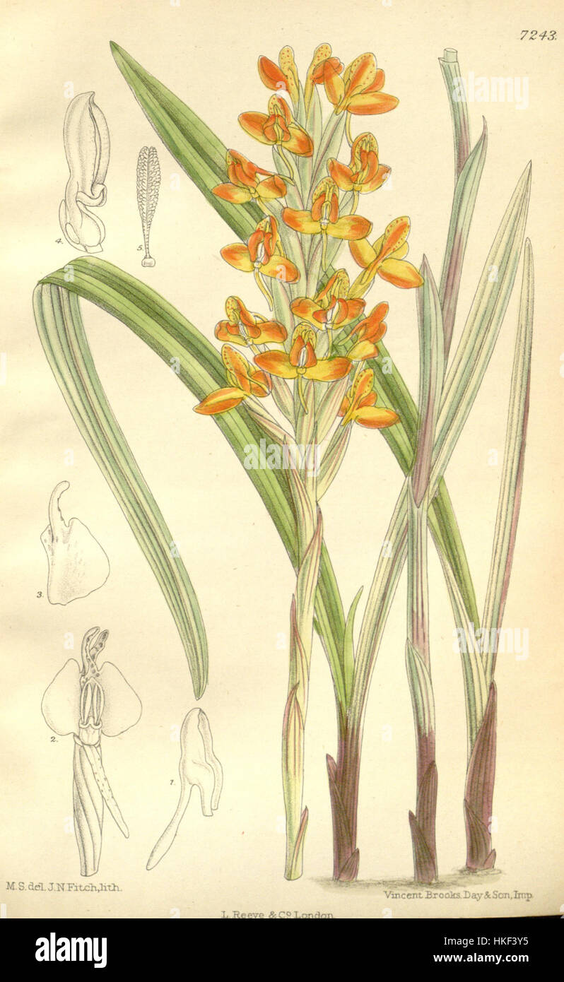 This botanical print from 1892, titled 'Disa incarnata Curtis ...