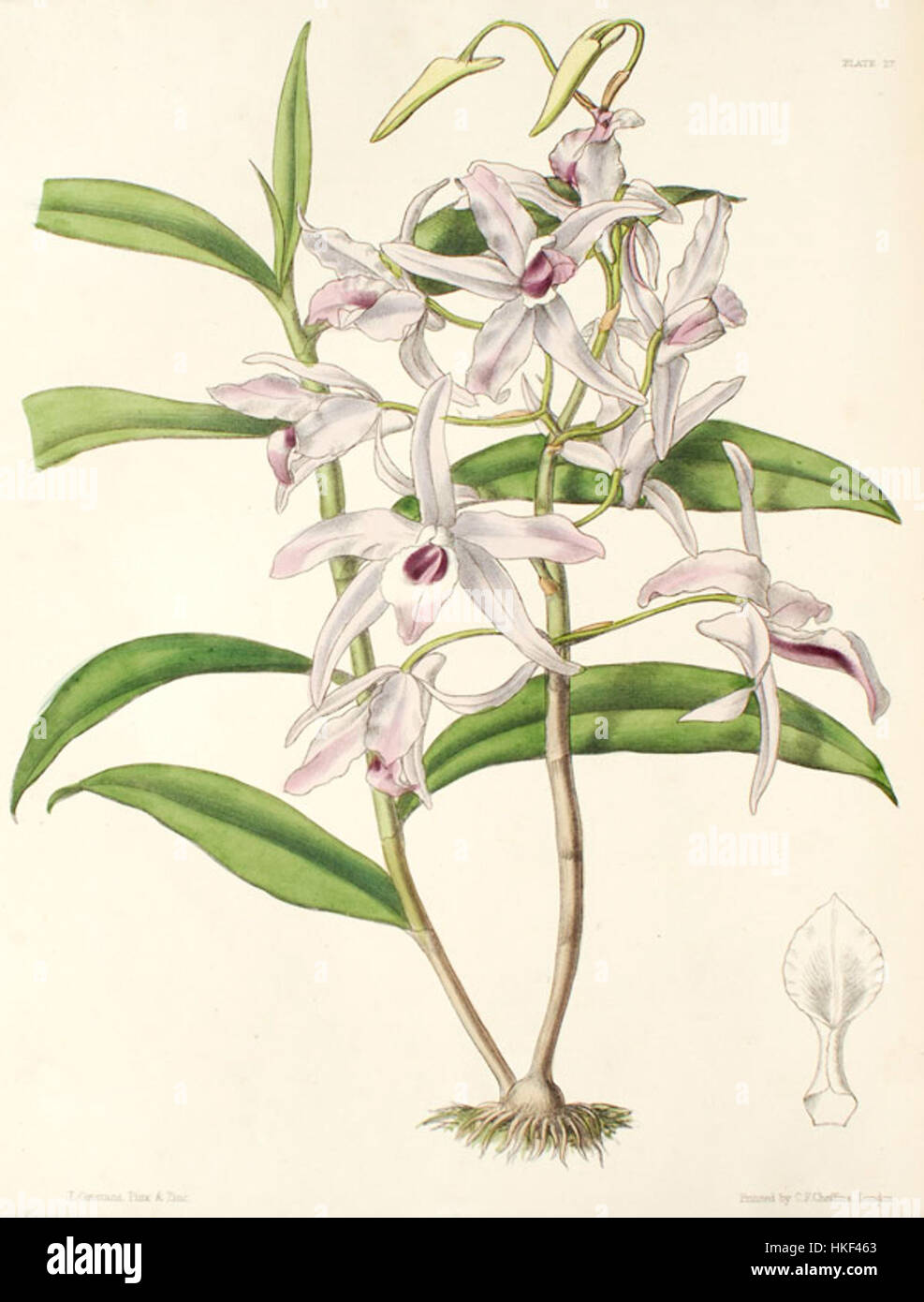 Dendrobium transparens hi-res stock photography and images - Alamy