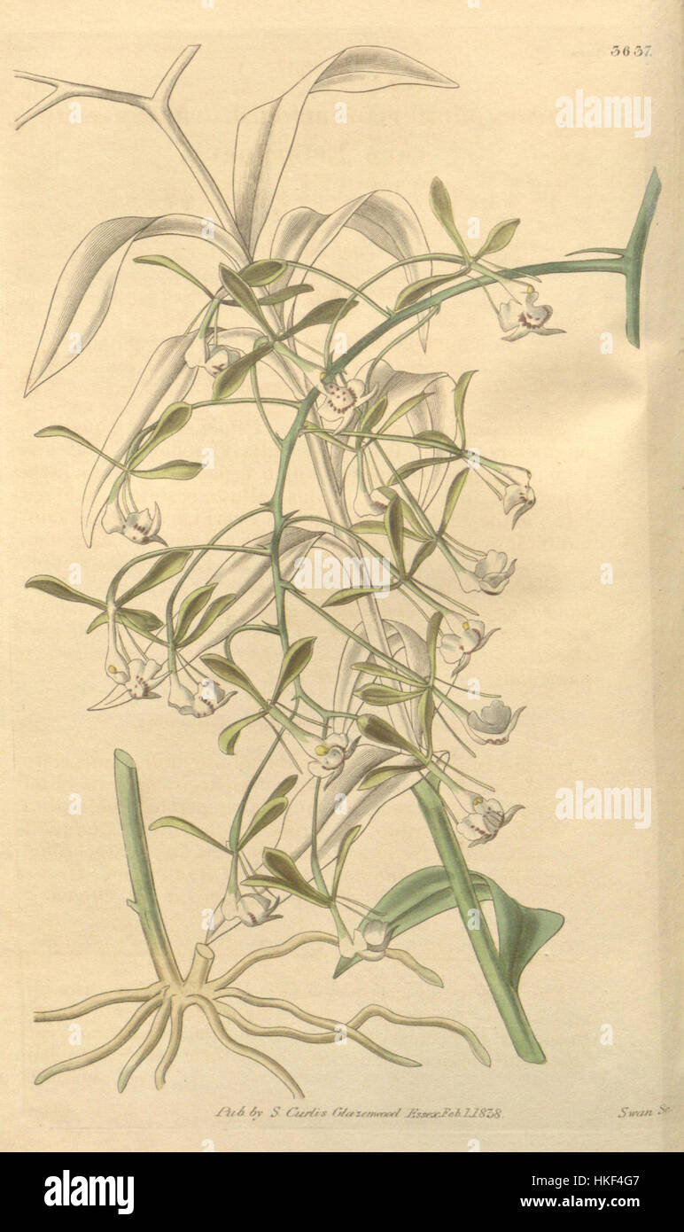 This botanical illustration, published in Curtisâ€™s Botanical Magazine ...