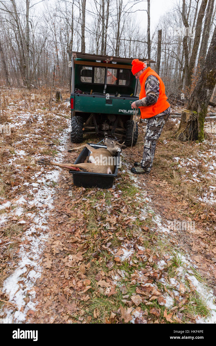 Field dressed white-tailed buck in a transport sled Stock Photo - Alamy