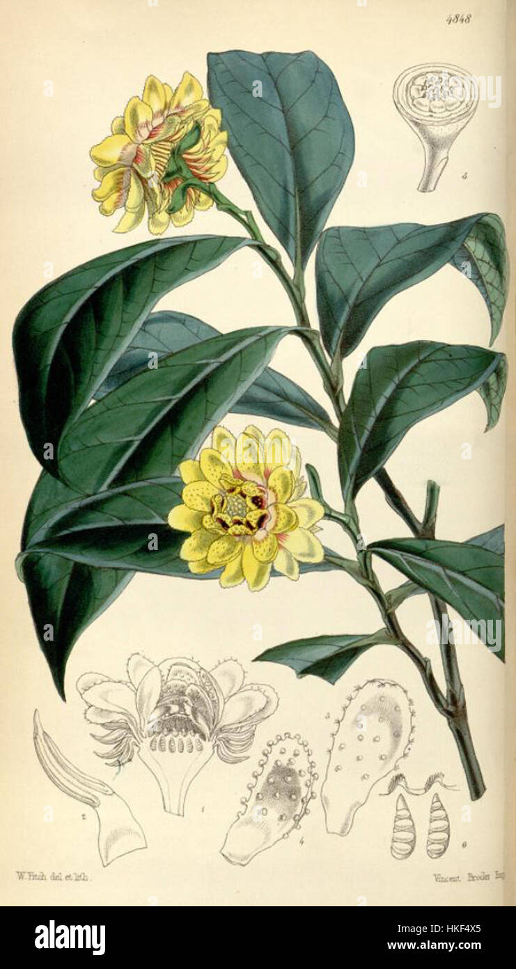 Eupomatia laurina hi-res stock photography and images - Alamy