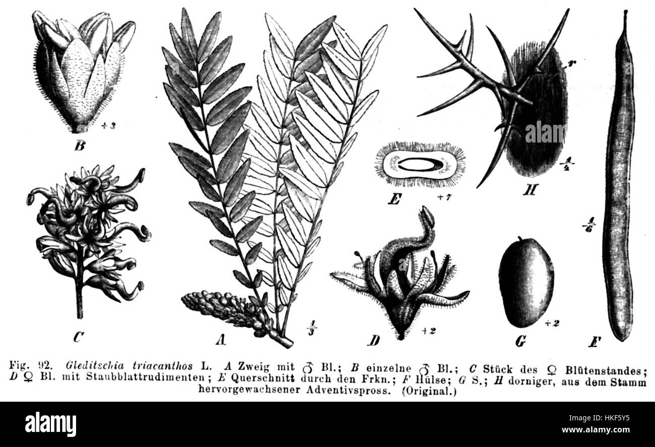 The 'Gleditsia triacanthos,' commonly known as the honey locust, is a ...