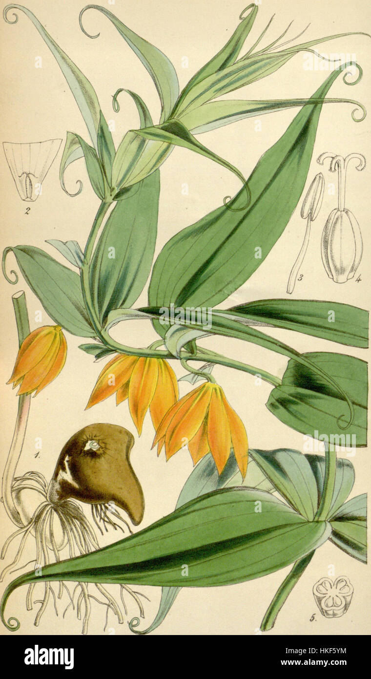 The Gloriosa modesta, also known as the modest gloriosa lily, is ...