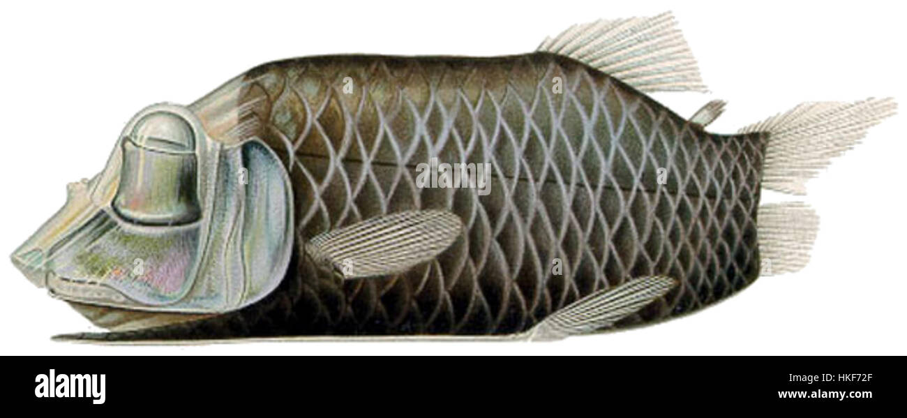 Opisthoproctus soleatus, a species of fish in the Opisthoproctidae ...