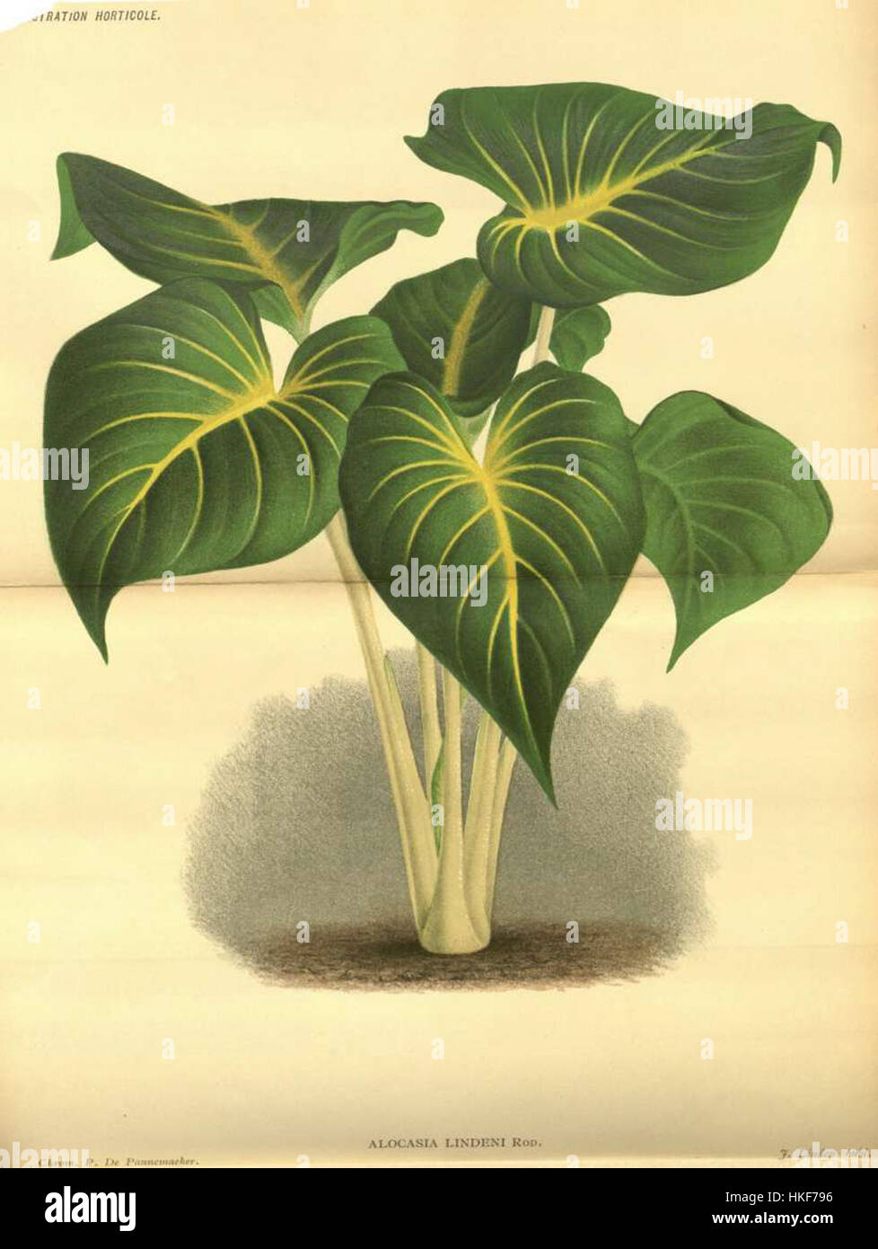 Homalomena lindenii is a tropical plant native to Southeast Asia, known ...